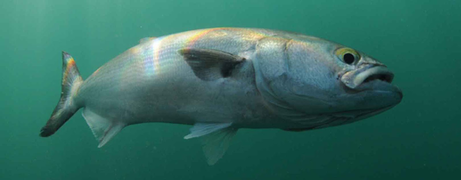 Fish Tales > : July 2015