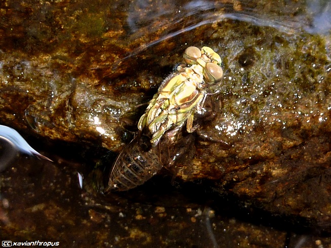 INSECTES: LIBÈL.LULES