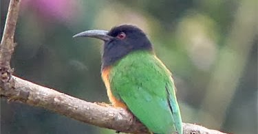 Tierra de Calaos y del Martín pescador: Abejaruco cabeza negra (Merops ...