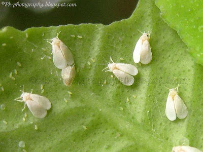 Citrus Whitefly-Dialeurodes citri | Nature, Cultural, and Travel ...