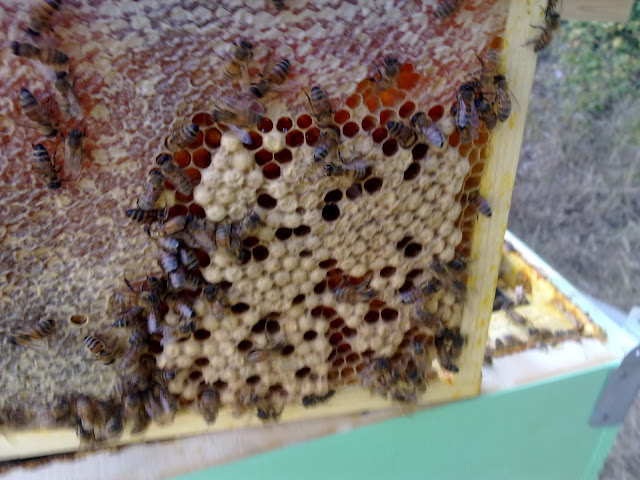 LE API E L'APICOLTURA - APIMANIA: Immagini di favi e covata