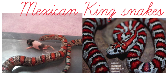 reptiles!: Mexican King snakes