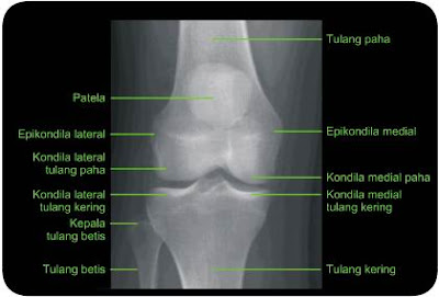 Anatomi Tubuh Manusia Sistem Kerangka ~ Dangstars™