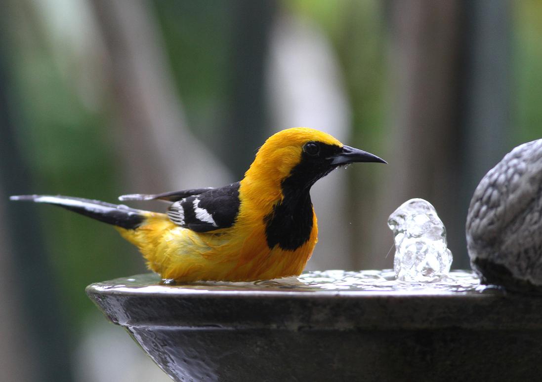 Jo's Morning Walk: Beautiful Hooded Oriole Will Brighten Your Day!