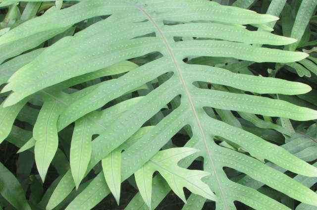 O Blog do Jardim: Fetos no jardim