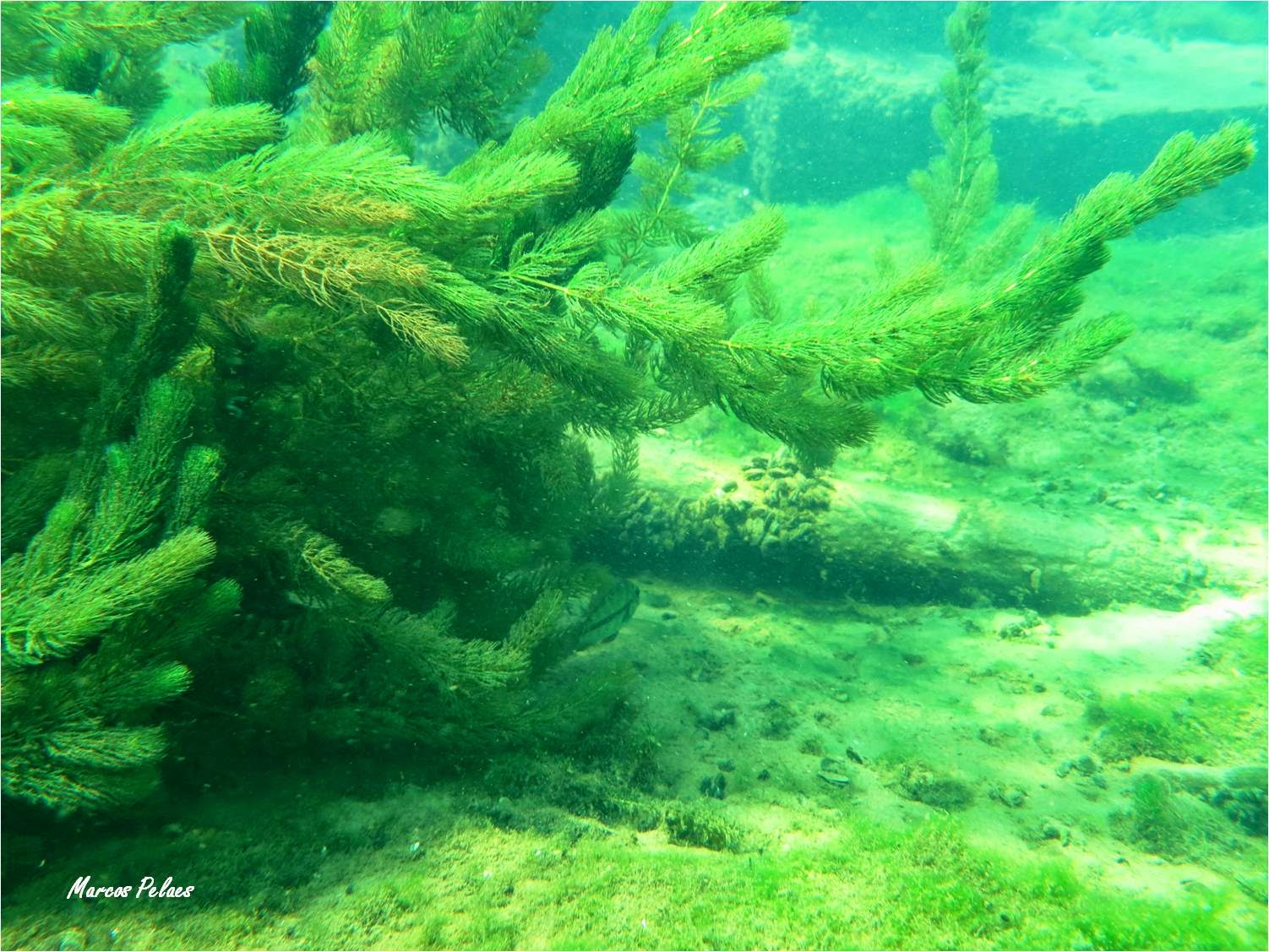 Hidrofilia: Mergulho no Tietê II