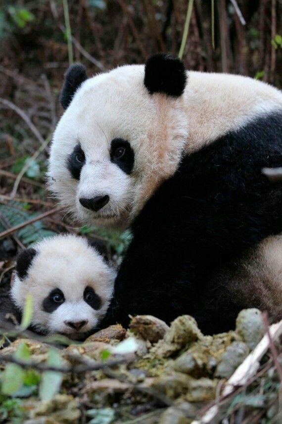 Beautiful Pandas