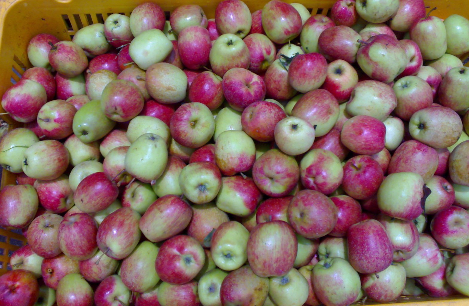 APEL MALANG – Jati.id