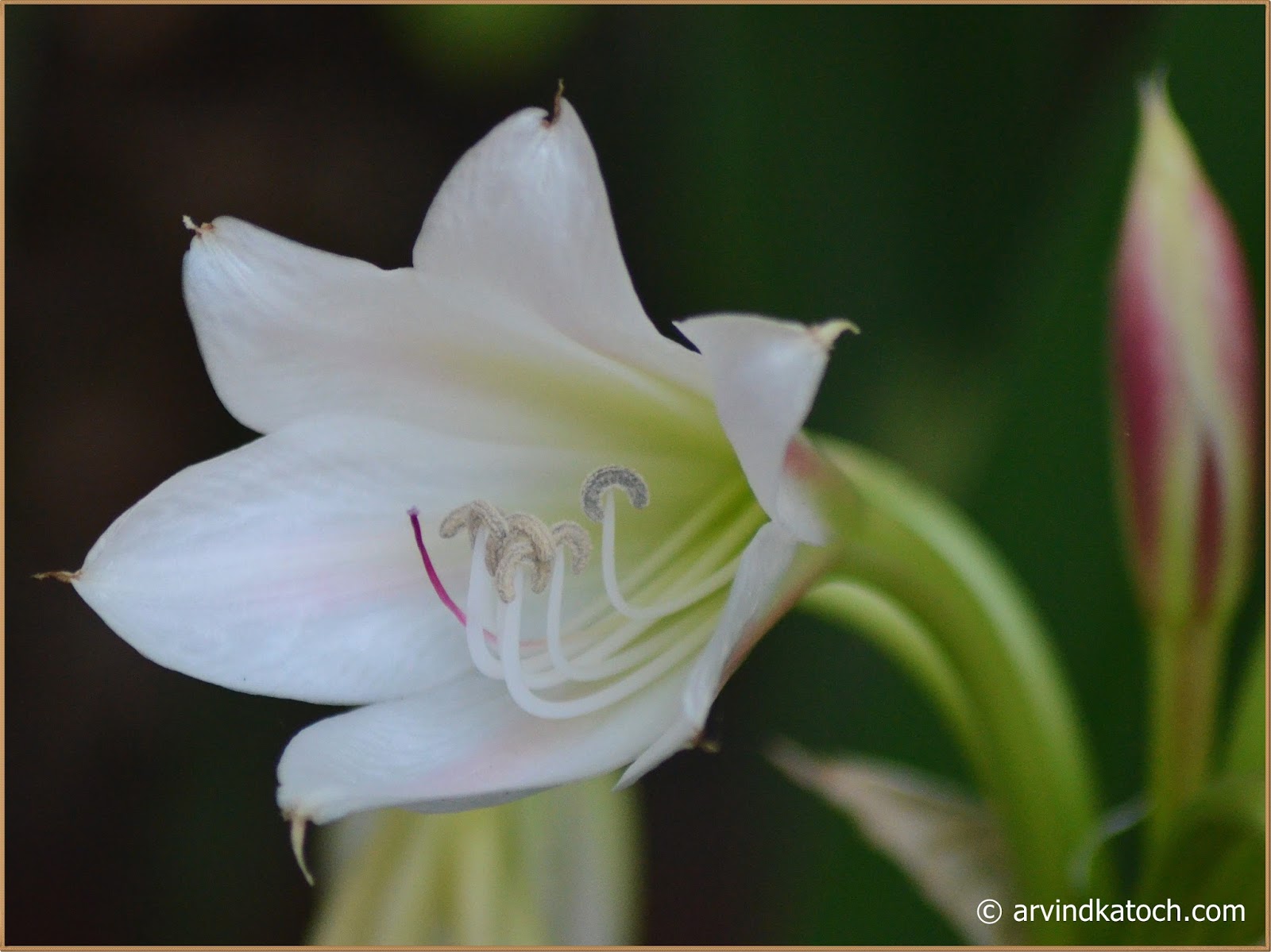 Beautiful white Garden Flower's center view