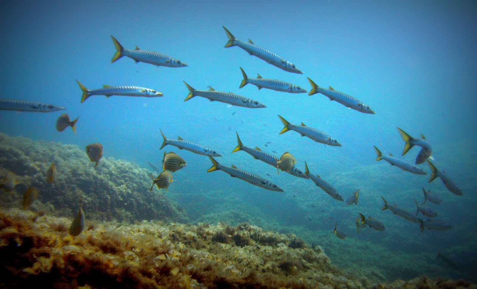 Sea Slug and the Turtle: 2011