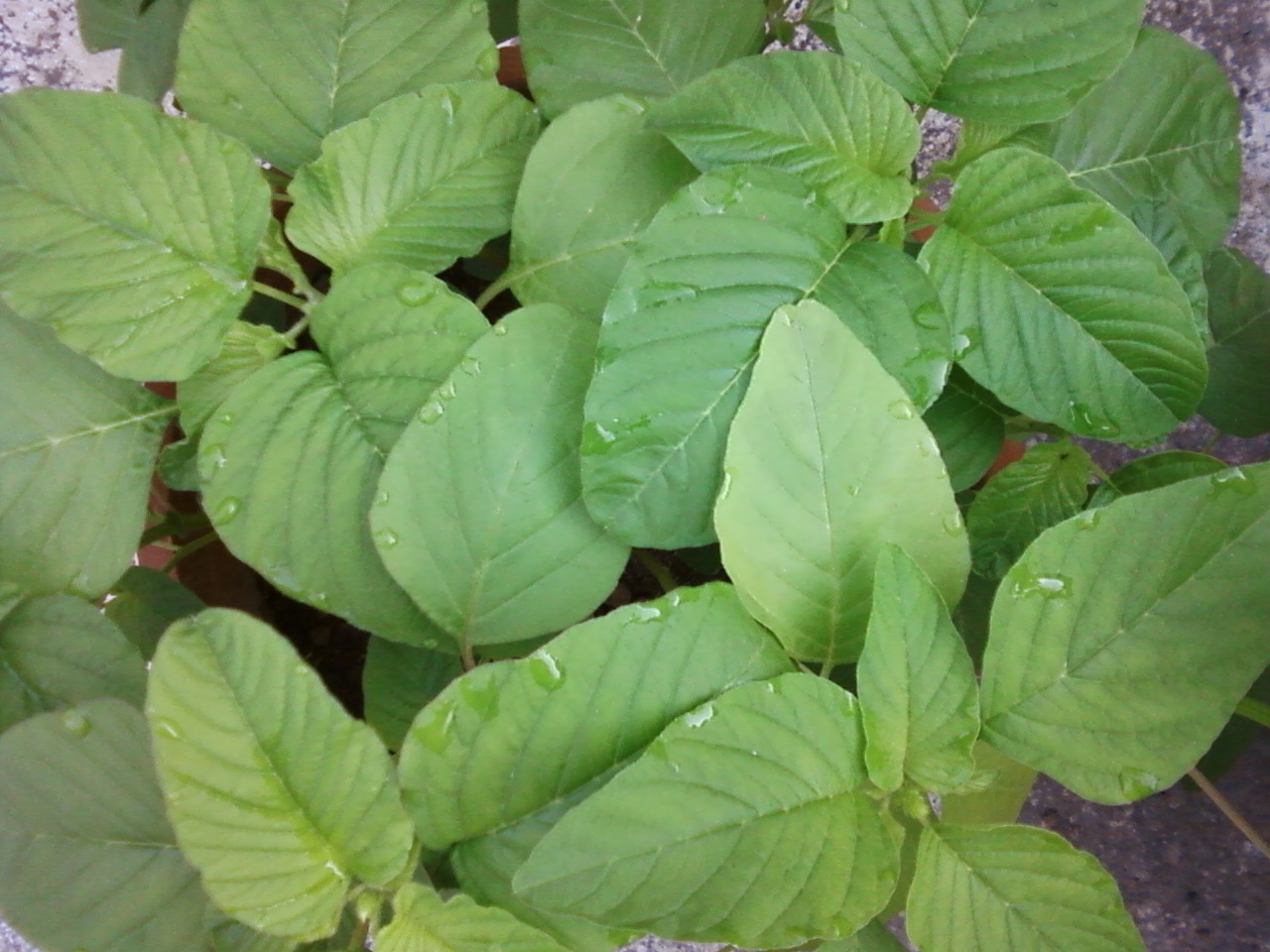 Teen's Kitchen Garden: The Spinach ( Cheera) & Palak - ready for harvest