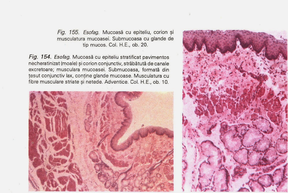Stud-dent la Facultatea de Medicina Victor Papilian: Histologie - LP