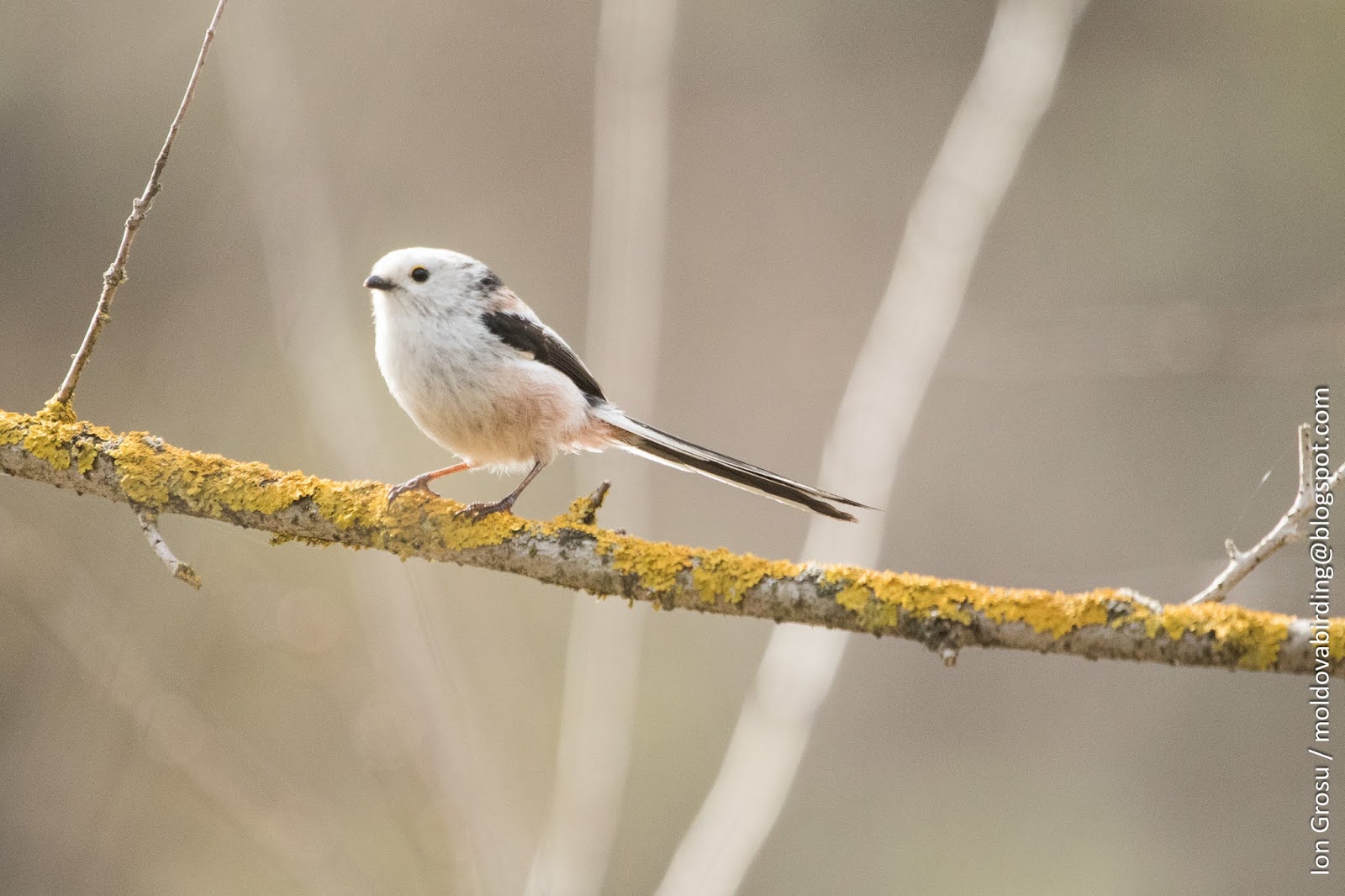 Păsări din Moldova: Legenda pițigoiului codat