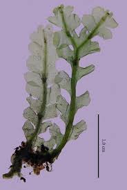 Flora de Puerto Rico Ilustrada Papo Vives: HEPÁTICA TALOIDEA ...