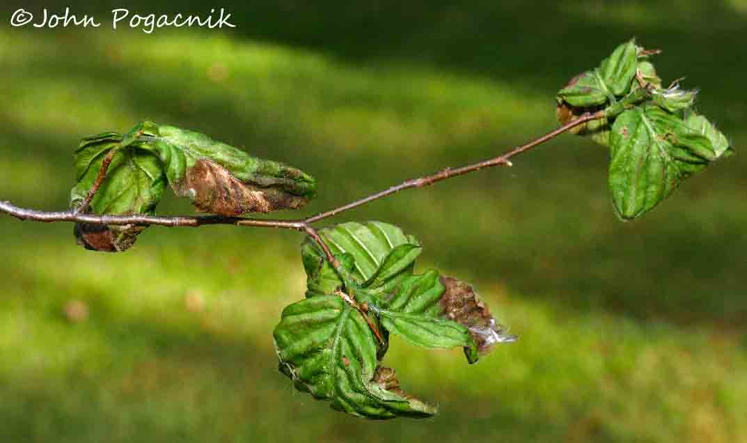 Ohio Birds and Biodiversity: Beech tree killer still unknown, UPDATE