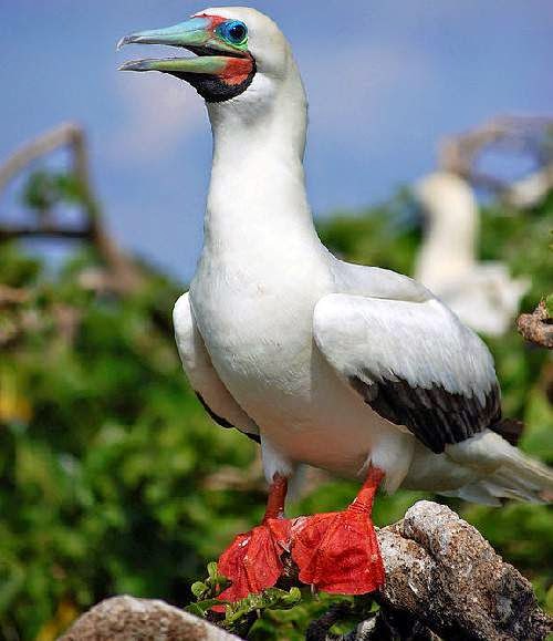 Red-footed booby | Birds of India | Bird World