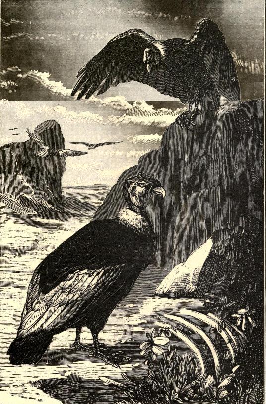 HISTORIAS ZOOLOGICAS: EL CONDOR ANDINO – Vultur gryphus - PARTE II - EL ...