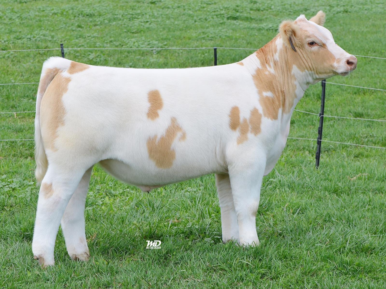 MITTAG Blog: Lot 1 Hi Ho Silver Steer