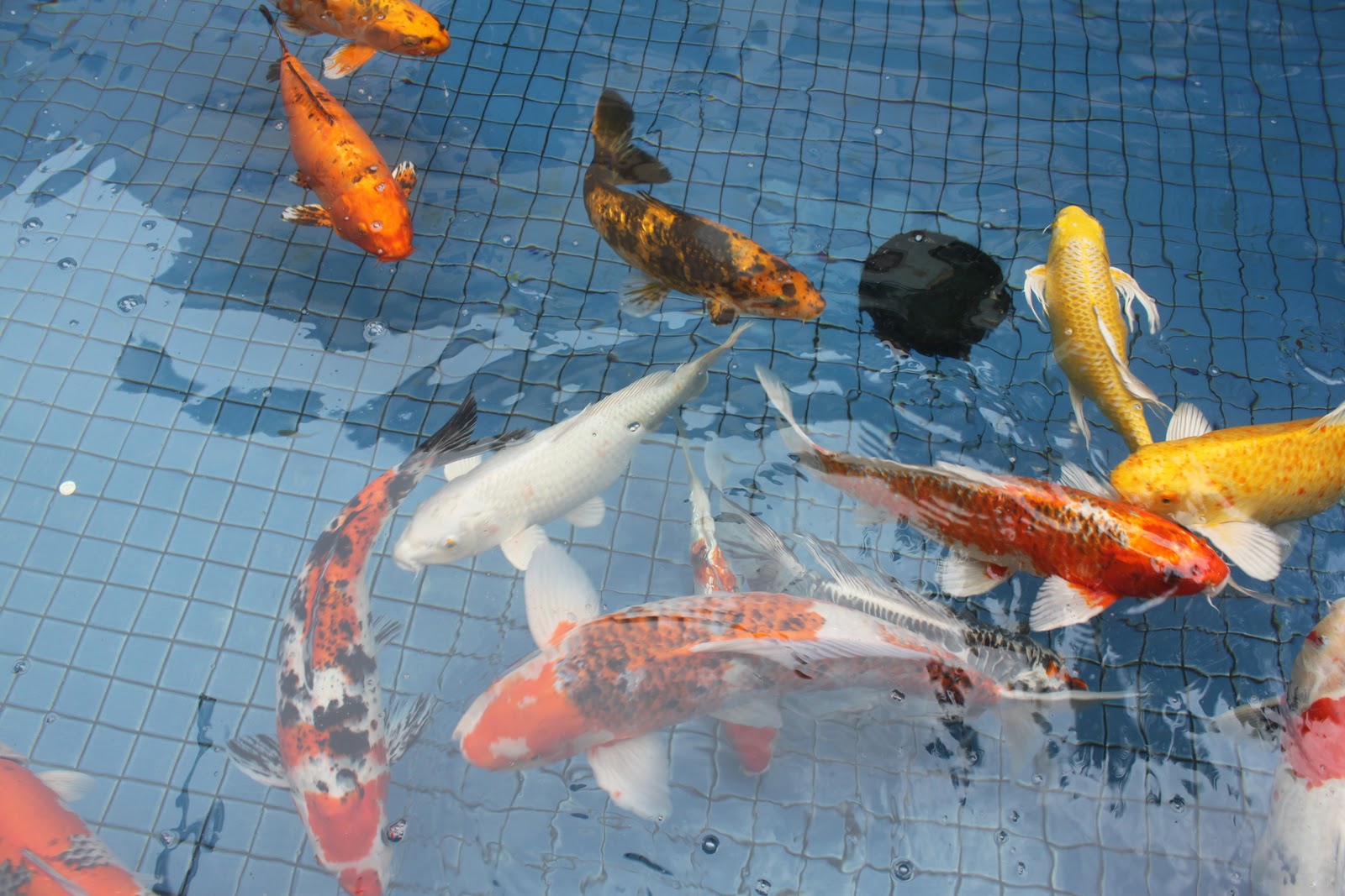 hawaii fish eye: Koi Fishes