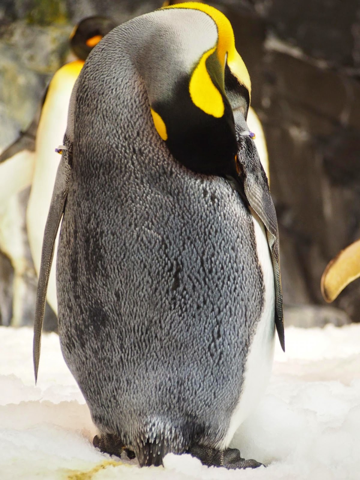 The Pertinent Penguin: Genetic evidence leaves sour and salty taste in ...