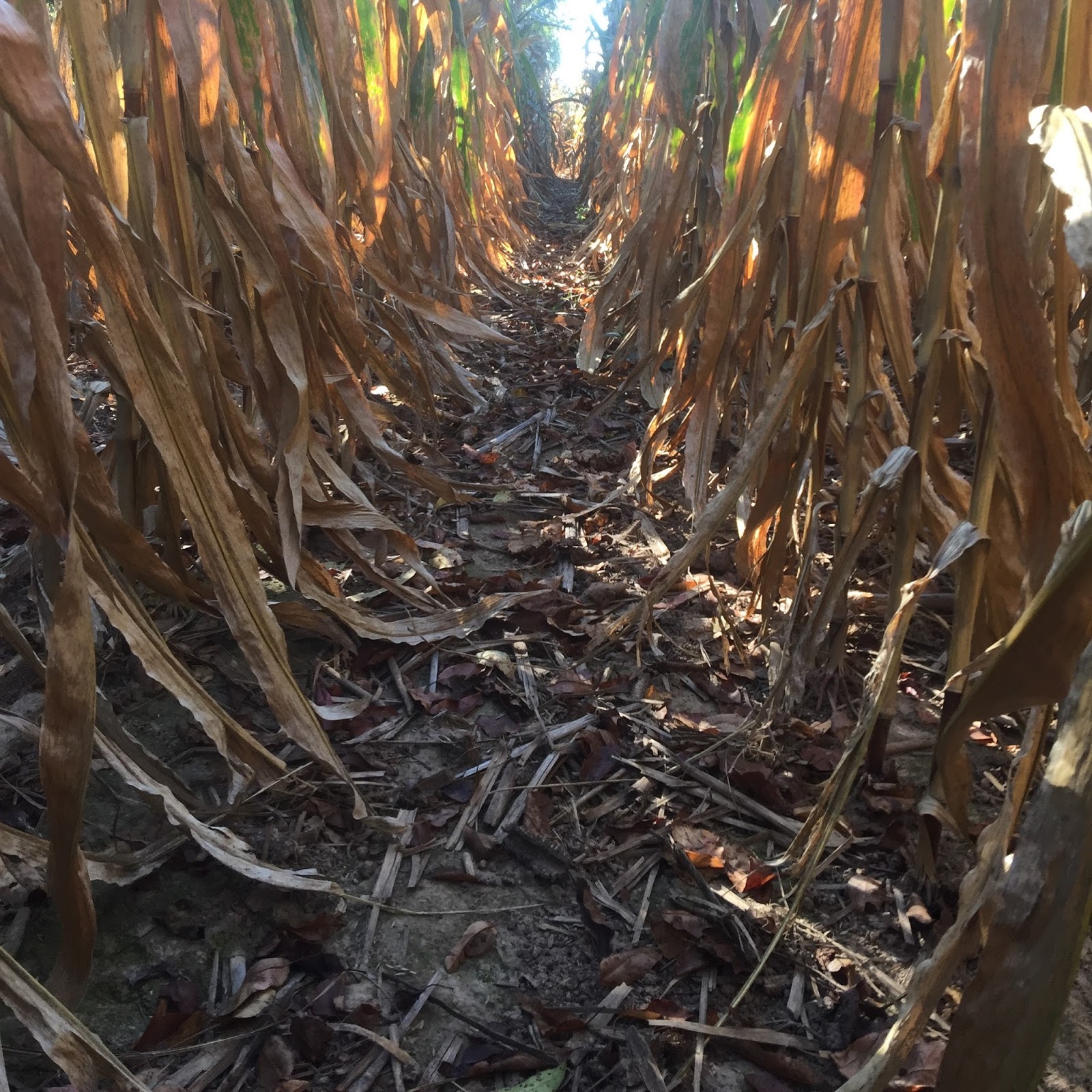 Terrierman's Daily Dose: The Fox Perspective