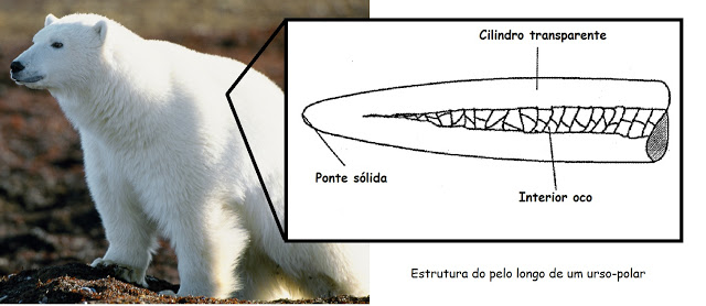 O pelo do urso-polar não é branco e, sim, transparente! - Saber Atualizado