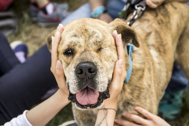 Los Animales y sus Humanos: Perros maltratados luchan con niños y ...