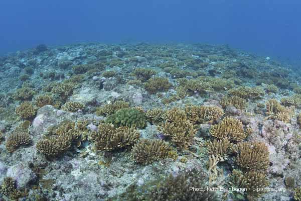 Phoenix Islands Blog