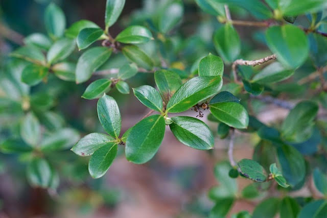 Flora de Puerto Rico Ilustrada Papo Vives: RUBIACEAE RONDELETIA inermis