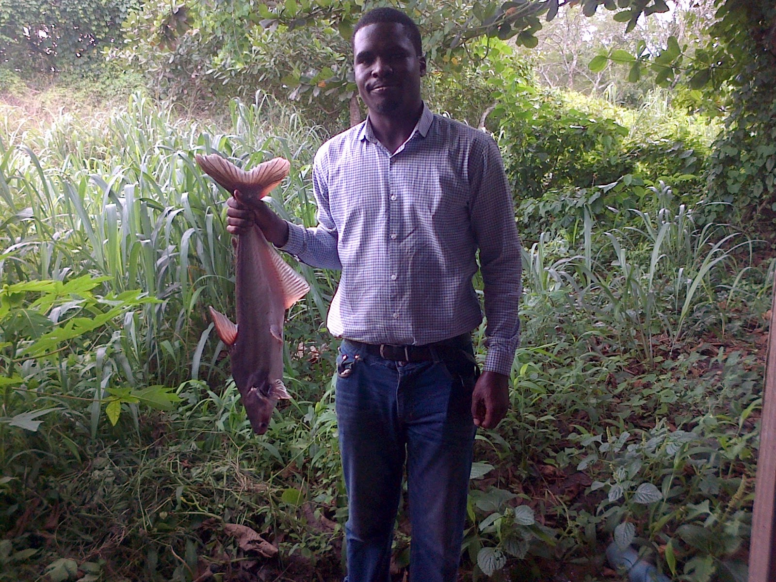farmonline: The new catfish in Nigeria called Pangasius.