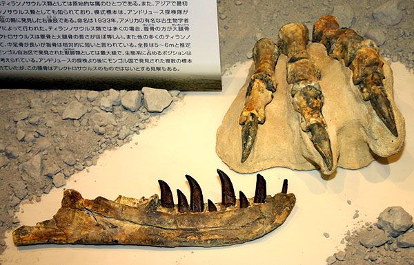 Alectrosaurus. | Prehistoric animals, Paleontology, Fossils