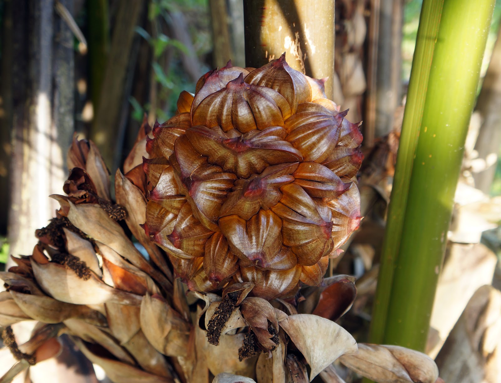 Riverine Parks: Nypa fruticans