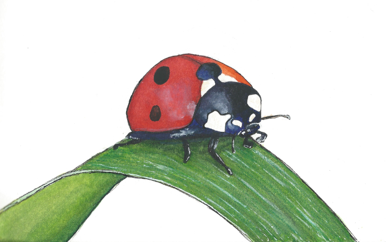 How To Draw A Ladybug Flying