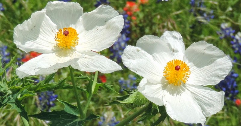 Meggie On The Prairie: White Prickly Poppies are the Star of Monday's ...