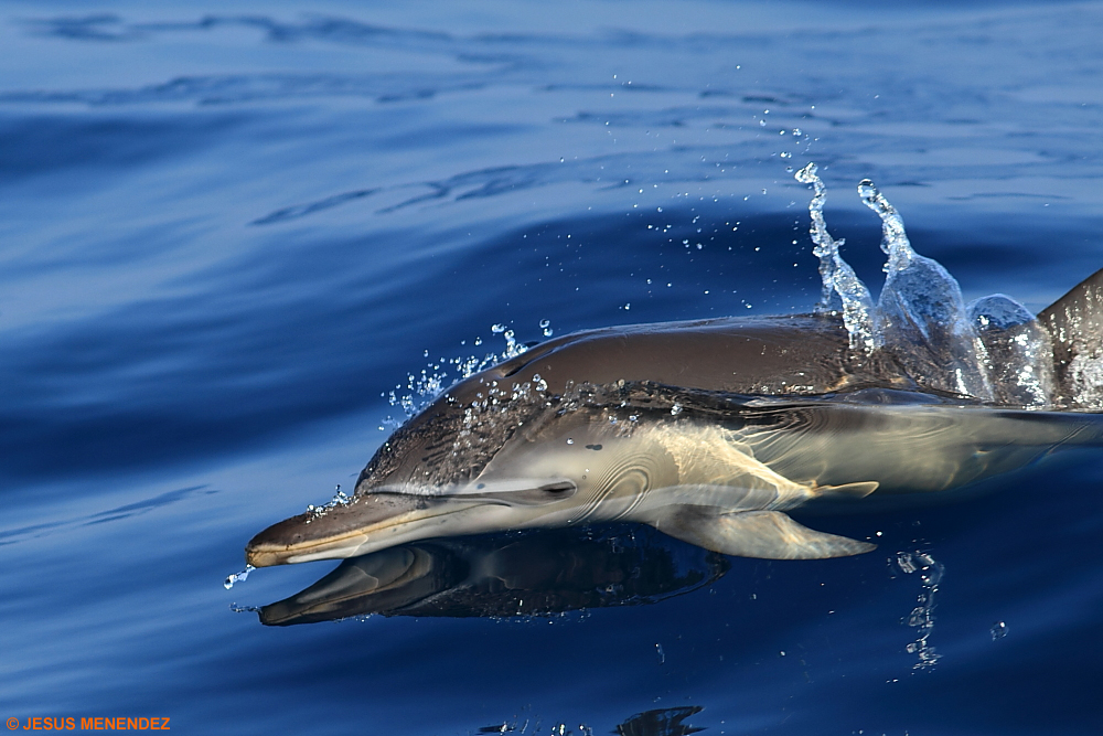 © DEMENCIA ORNITOLOGICA 43º23´N 3º13´W: DELFIN COMUN, Delphinus delphis.