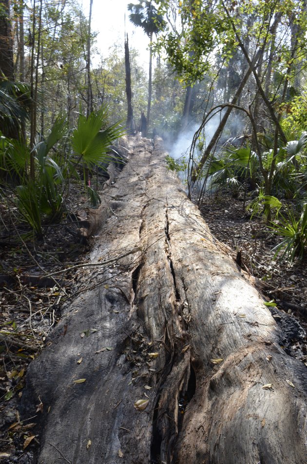 Bisarbeat: Historic tree catches fire, collapses