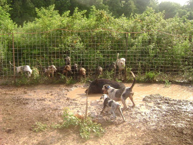 The Catahoula Cow Dog: Catahoula Cur, The Louisiana Cattle Dog