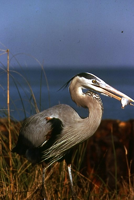 Names Of White Water Birds