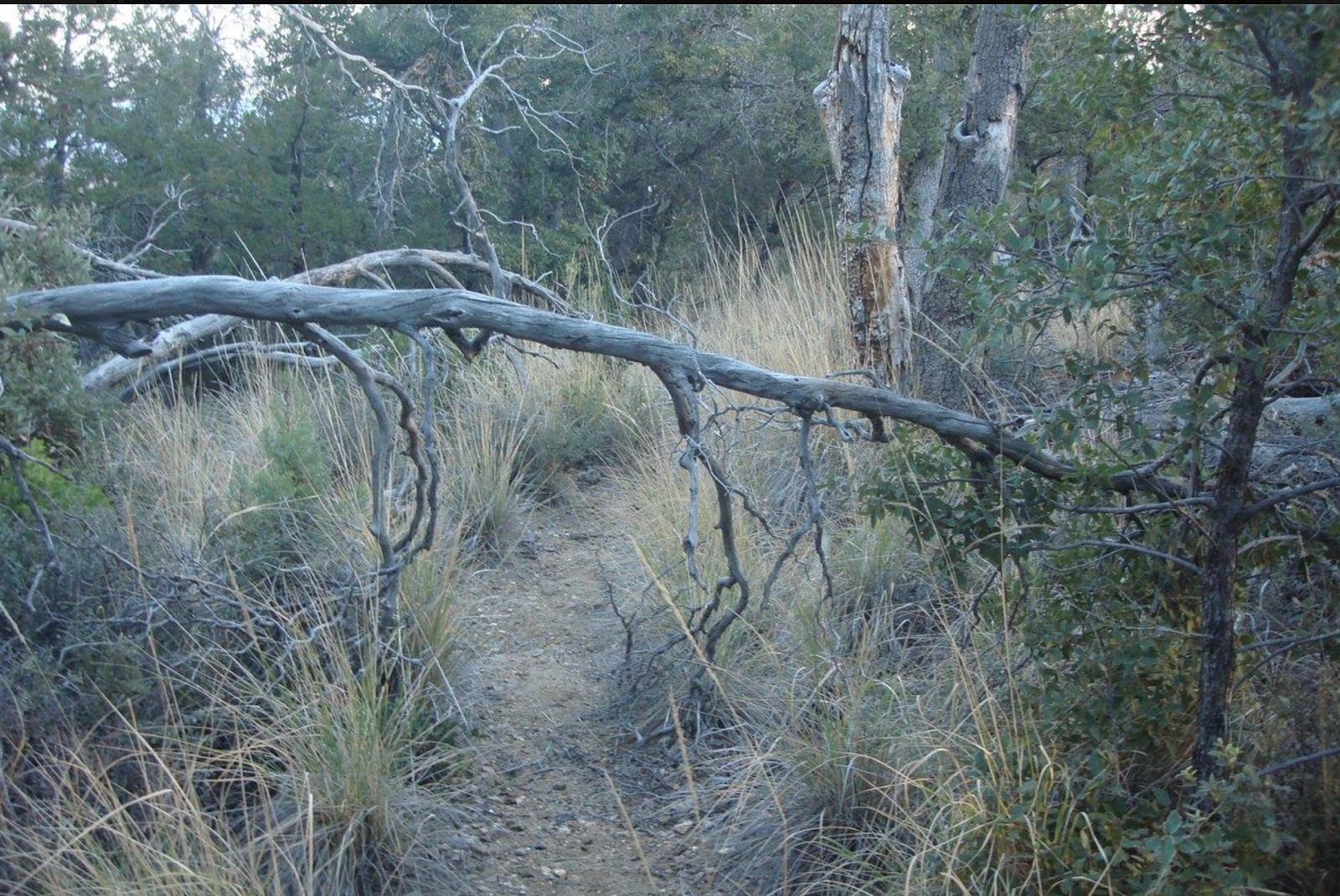 Madrone runner: Evans Mountain "Trail" Boondoggle (December 2016)