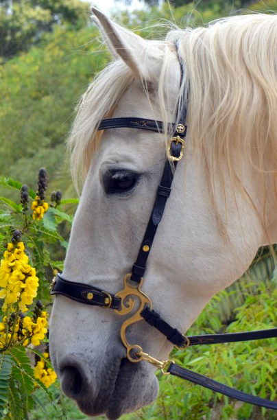 Soon a horse: Le Hackamore : pourquoi et comment s'en servir
