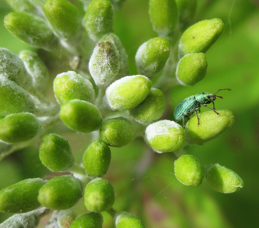 Green Weevils | Naturally