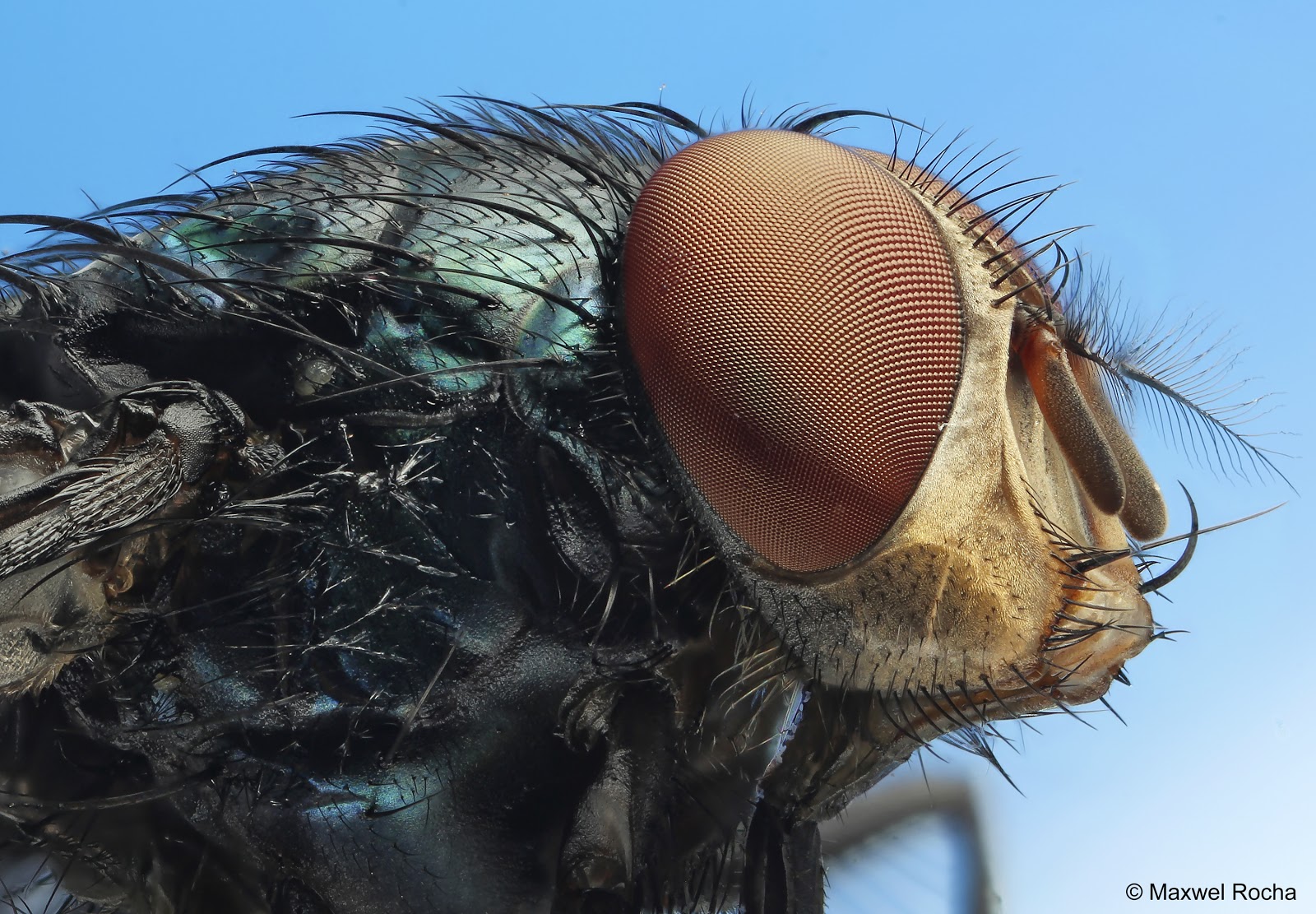 Macrofotografia por Maxwel Rocha: Moscas (Dípteras)