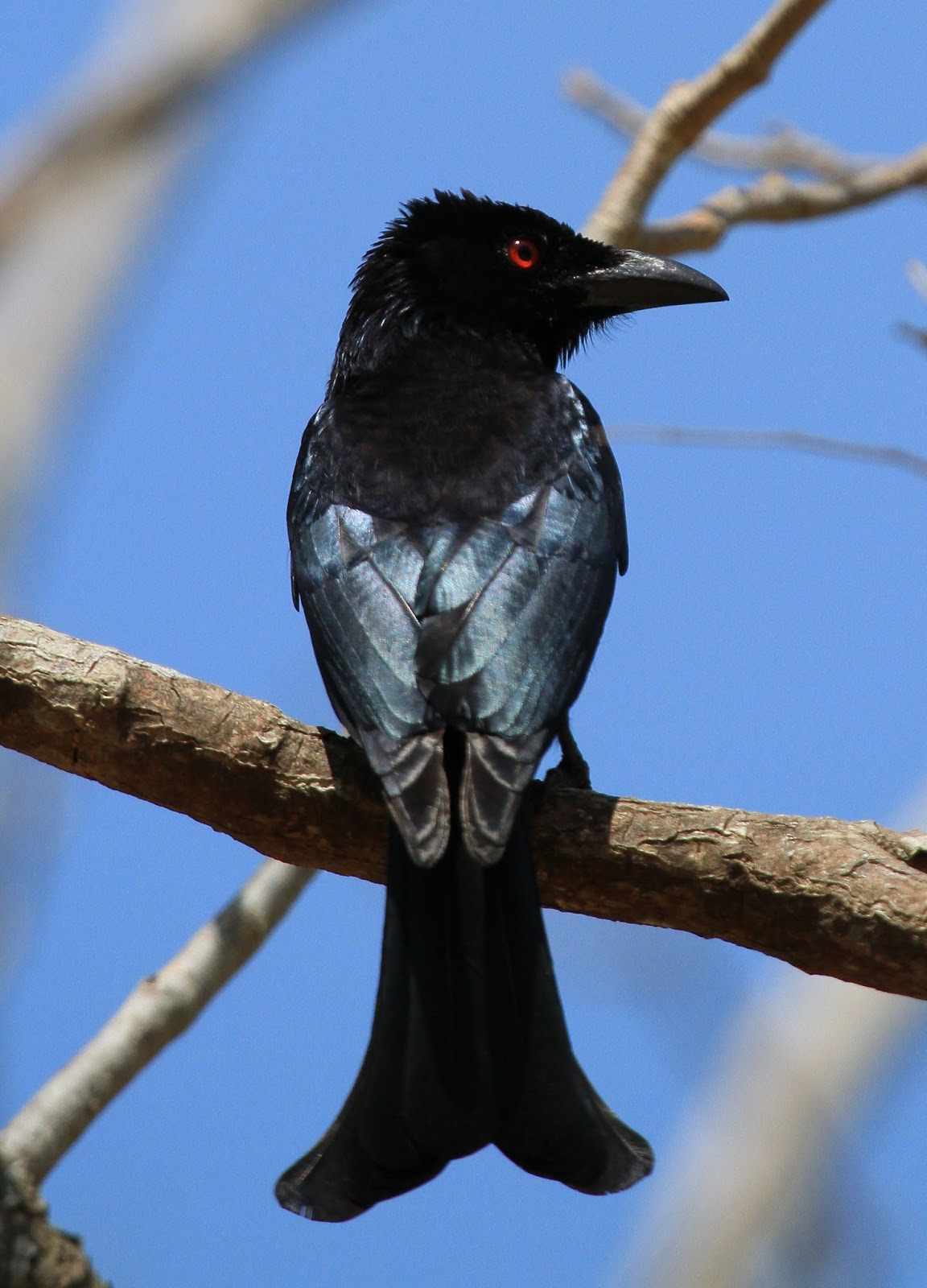 Richard Waring's Birds of Australia: Birds of Darwin - Buffalo Creek ...