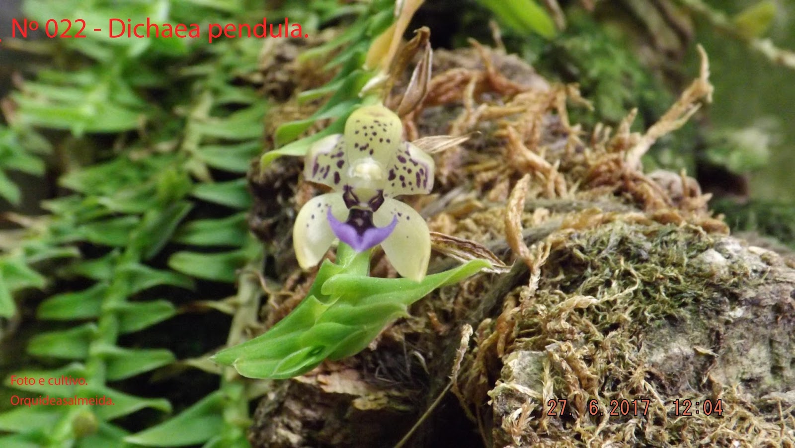 Orquideas Almeida Blogspot. com: Nº 022 - Dichaea pendula.