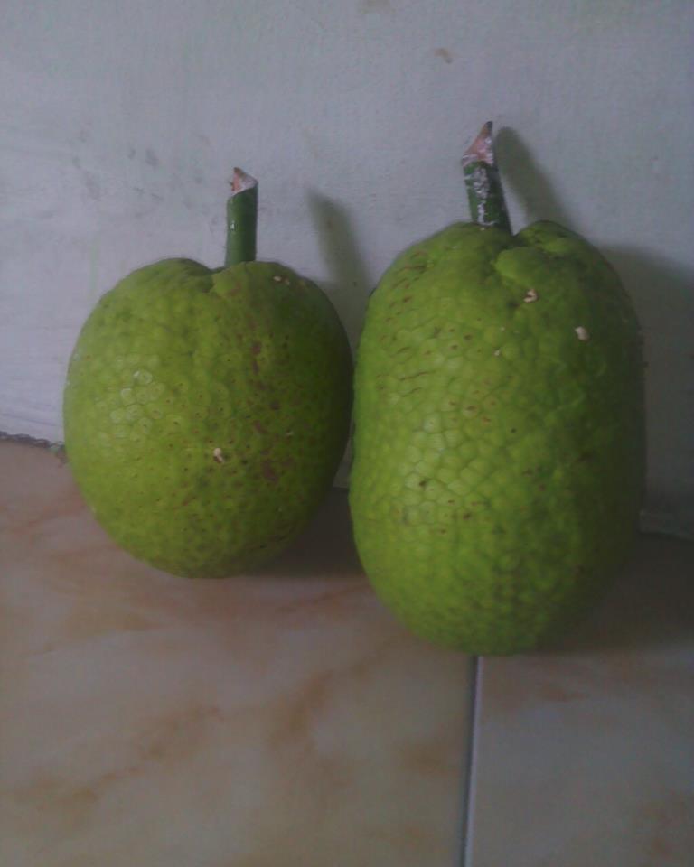 Buah Sukun
