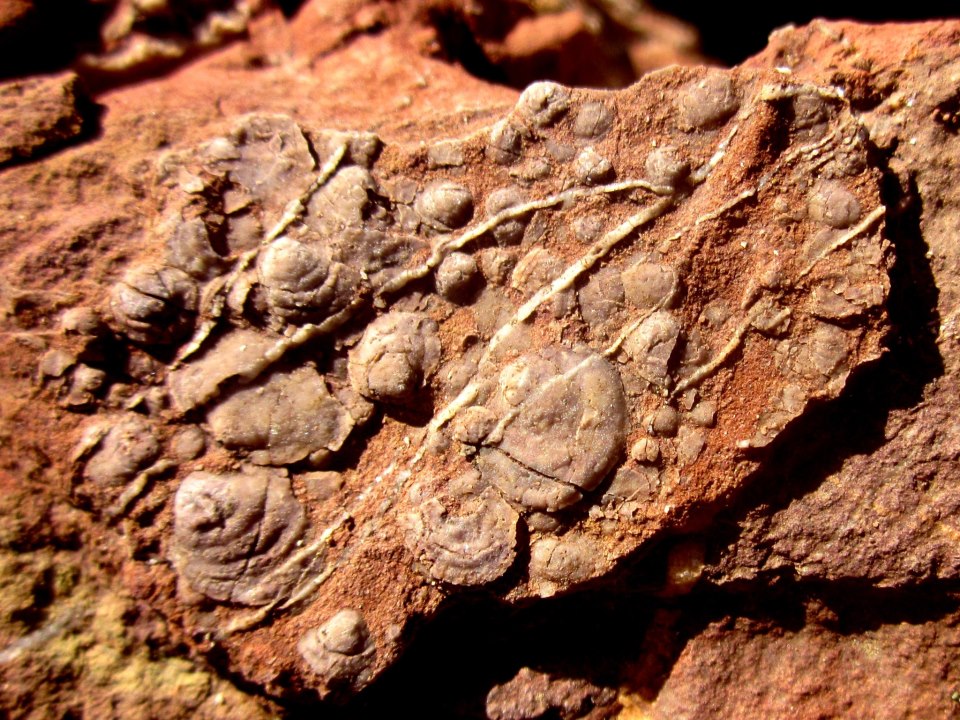 Biodiversity of Cyprus by NGO Protection of the Natural Heritage and ...