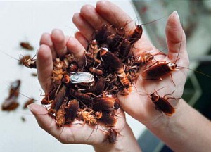 Heat Sends Cockroaches Flying, Scientists Say