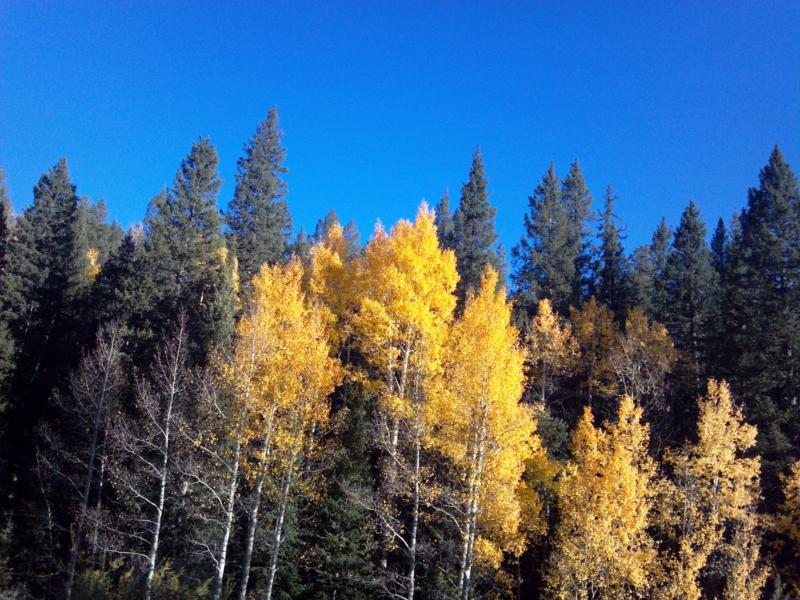 San Isabel Fall 2012 Photo Tour (Aspen, Colorado City: homes, live ...