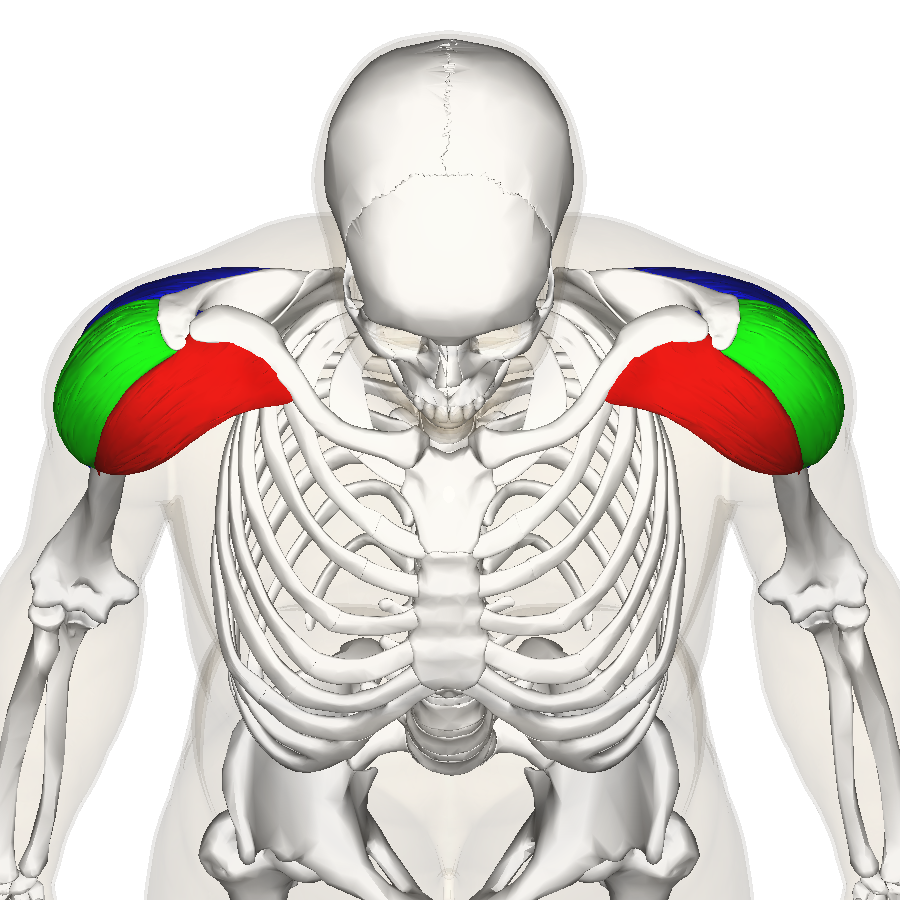5 Best Shoulders Exercises For Massive Delts Body Building Craze 5-best-shoulders-exercises-for-massive-delts-body-building-craze