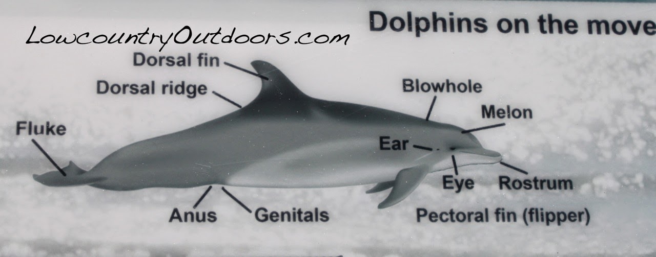 Lowcountry outdoors: Exploring Edisto Island - Dolphin Strand Feeding